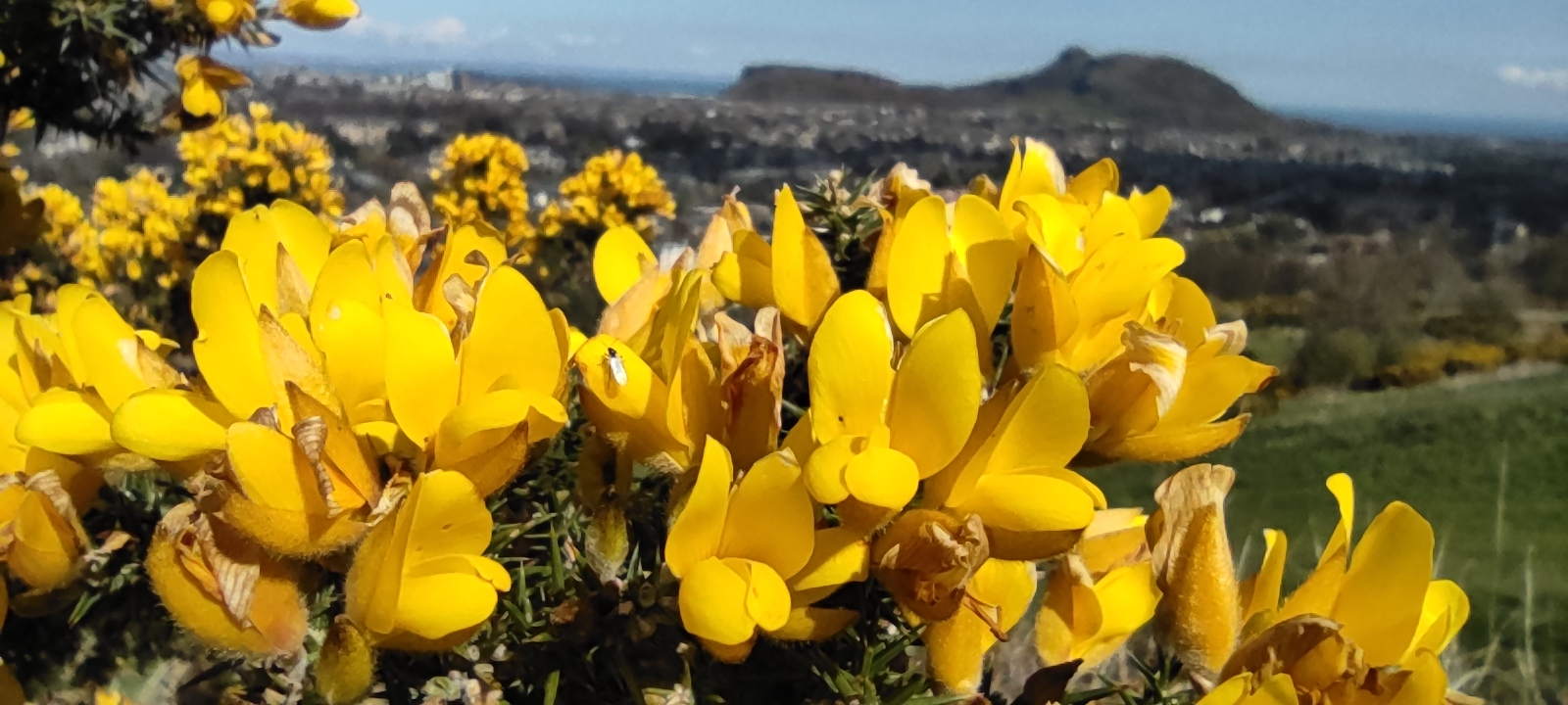 Communicating Scotland Through Food: From Devolution to Possible ...